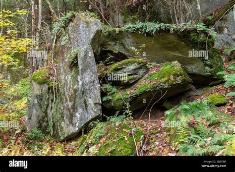 An Ancient Rock Formation In The Forest At Moretown Vermont Usa Stock