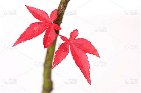 日本枫树的叶子