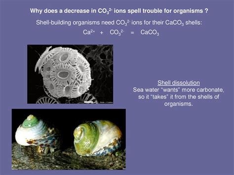Ocean Acidification Ppt Download
