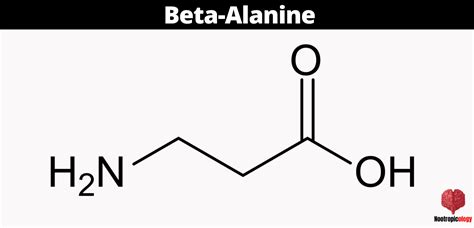 Beta Alanine Nootropic Review Benefits Use Dosage And Side Effects