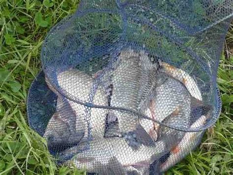 Balta Chiroiu Chiroiu