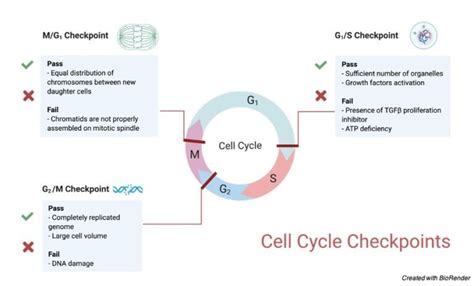 Cell Proliferation Definition Importance And Benefits