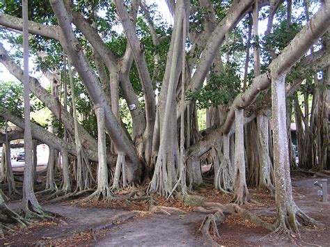 Banyan Trees Pictures
