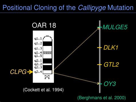 Ppt Continued Characterization Of The Callipyge Mutation In Sheep