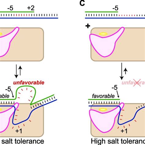 Schematic Of Promoter Binding By T7 Rna Polymerase A In Fully Duplex Download Scientific