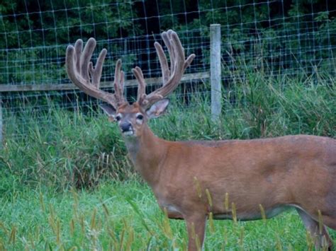 Spongebob Son 1 Sized Deer And Cervid Farming Forum