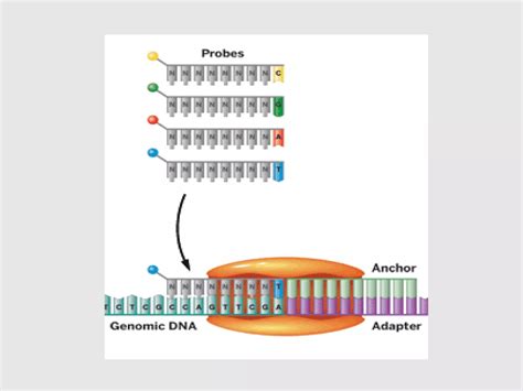Gene Sequencing Methods Pdf