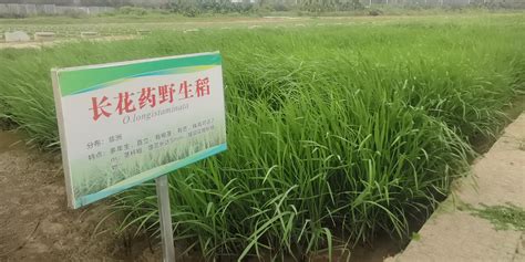 果然有种 探访国家野生稻种质资源圃：已有21种野生稻13万份种质资源三亚安家 新闻中心 南海网