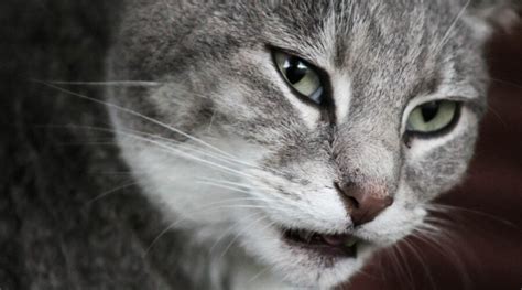 Cat Breathing With Mouth Open Love Your Cat