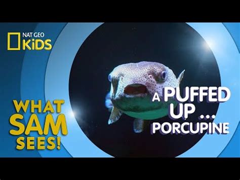 A Puffed Up … Porcupine What Sam Sees