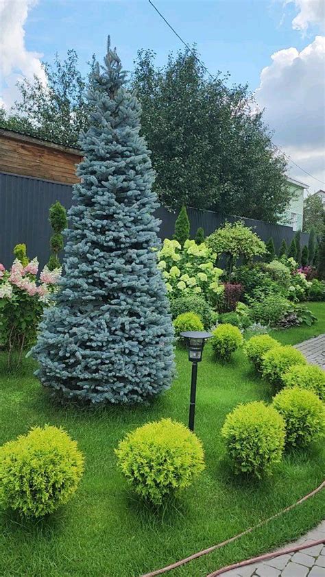 Natusya Garden On Instagram Outdoor Plants Garden Plants