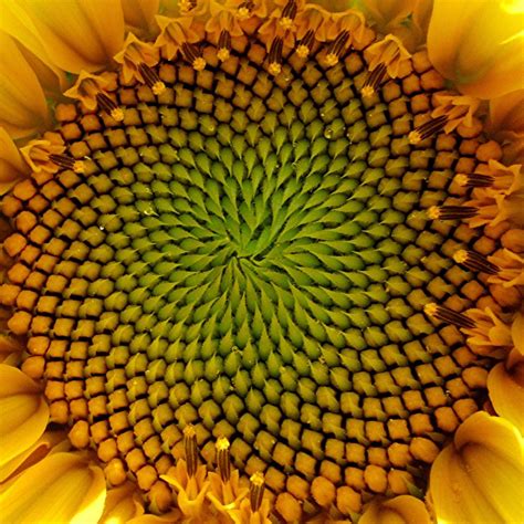 Pin By Natures Palette On Fractals And Fibonacci In Nature Spirals In