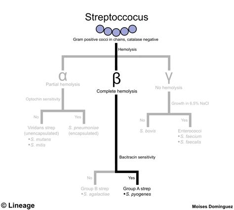 Streptococcus Pyogenes Group A Streptococci Usmle Strike