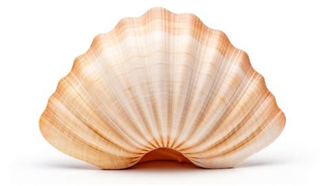 Premium Photo Seaside Elegance Elevated Side View Of Exquisite Sea Shells