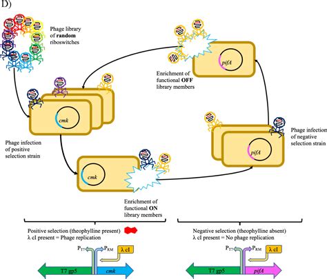 Accelerated Evolution Using The Phage T 7 And Its 1 Application To