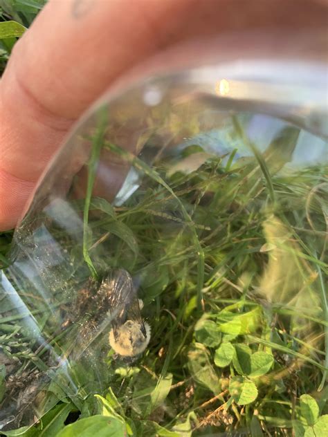 What Type Of Bee Rbugidentification