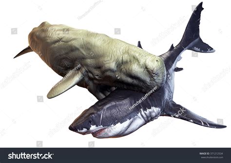 Livyatan Vs Megalodon 3d Rendered Scene Stock Illustration 371212534