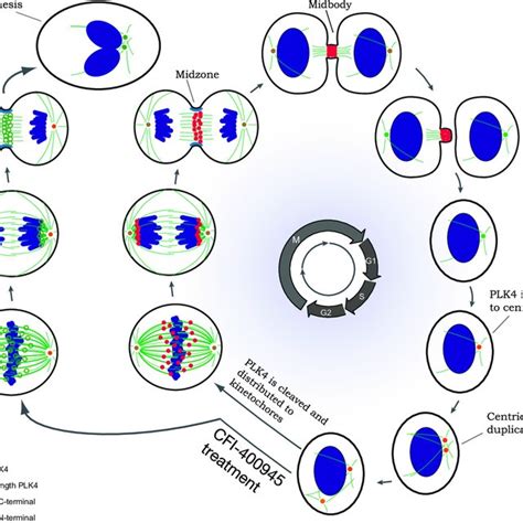 Structure Of Brca2 And Its Motifs For The Interaction With Various