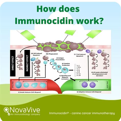 Novavive Inc Canine Immunocidin® Immunotherapy Works By