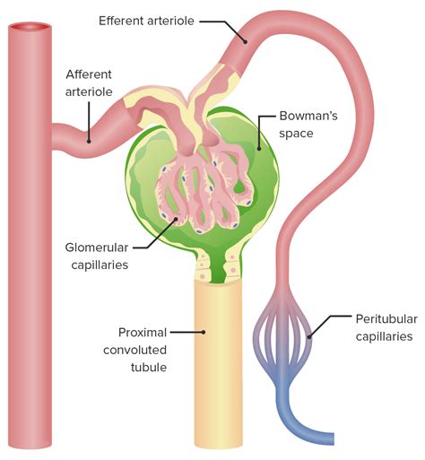 Glomerular Capillaries And Peritubular Capillaries