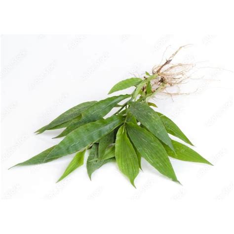 Pokok Buluh Rancang Pokok Ayam Barret Grass Shopee Malaysia