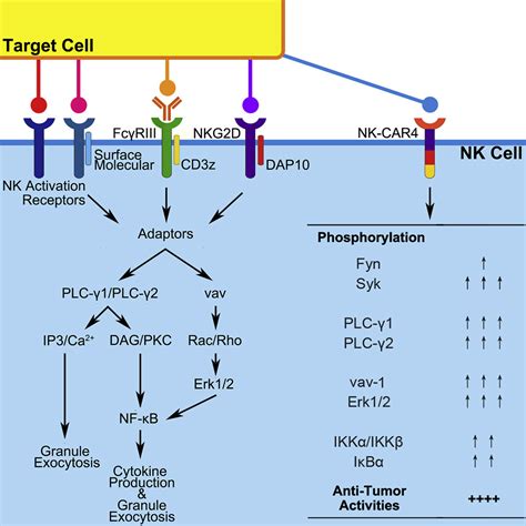 Human Ipsc Derived Natural Killer Cells Engineered With Chimeric