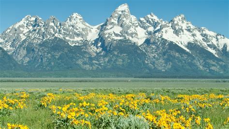Explore The Beautiful Wildlife Of Grand Teton National Park