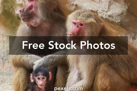 Primate Social Structure Photos Download The Best Free Primate Social