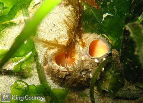 Puget Sound Marine Monitoring
