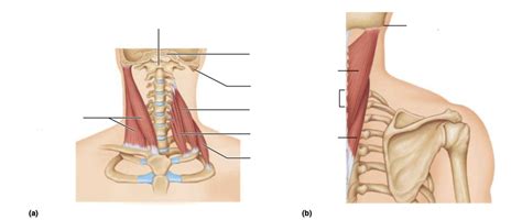 Muscles Of The Neck And Vertebral Column That Move The Head And Trunk