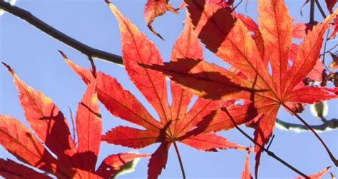 Telefoni HUAWEI HUAWEI Slovenija