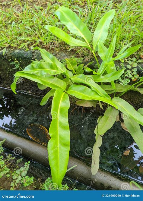 Pteridaceae Royalty Free Stock Image 82803592