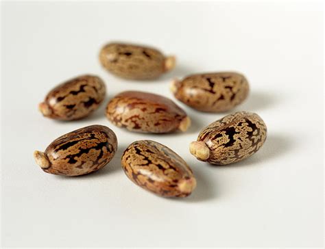 How To Extract Castor Oil From Castor Seed At Zoe Szabados Blog