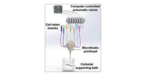 Eduardo G On Linkedin Tunable And Compartmentalized Multimaterial