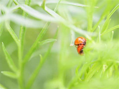 40 Animal Sex Ladybug Sexual Activity Photos Taleaux Et Images Libre