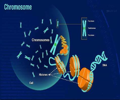 Structure Of Chromosomes Class 10 Biology Notes Icsehelp