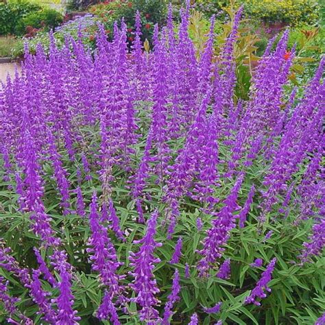 Mexican Sage Salvia Bush Plant Live Fully Rooted Size 1
