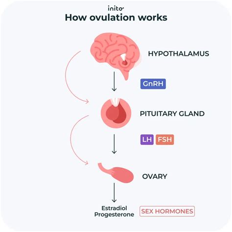 Alpha Lh Vs Beta Lh How They Affect Fertility Testing