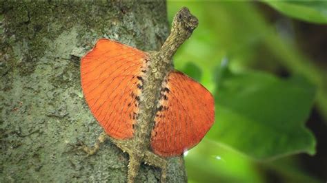Flying Dragon Lizard