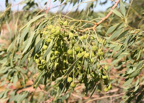 Australian Desert Plants Gyrostemonaceae