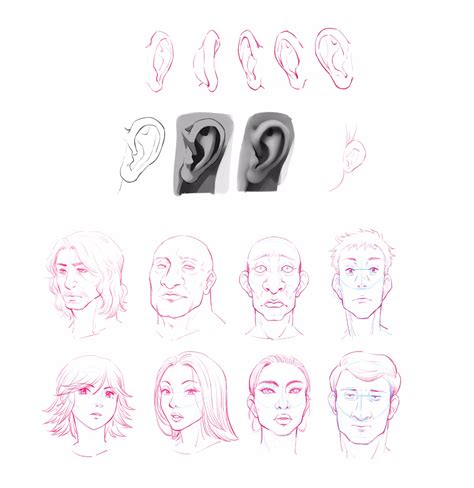 耳朵作业 画学反应