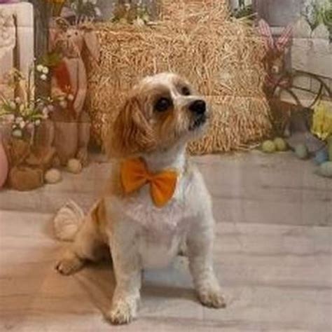 Can A Adder Bite Kill A Dog