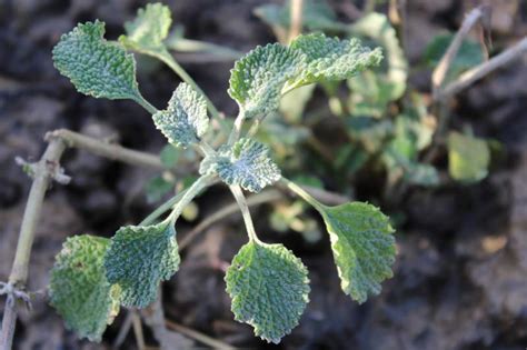 Marulja Marrubium Vulgare Biovrt U Skladu S Prirodom