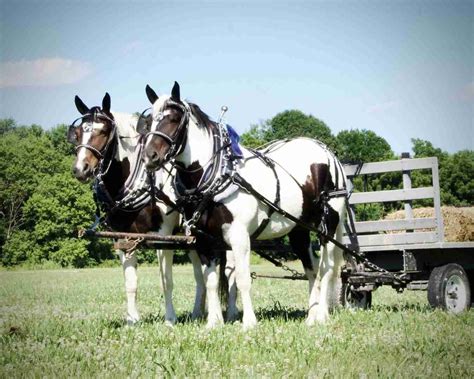 Echo And Velvet Haste Draft Horses And Mules