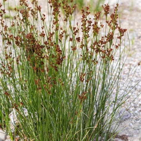 Juncus Effusus Traditional Garden Design Rain Garden Ornamental Grasses
