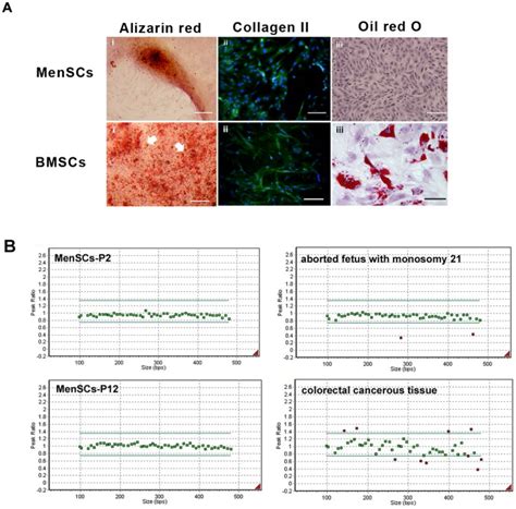 A Mensc And Bmscs Differentiation Into Osteoblasts Ii Chondrocytes Download Scientific