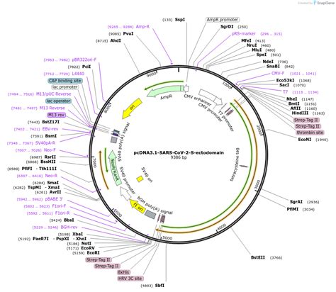 Addgene Pcdna31 Sars Cov 2 S Ectodomain
