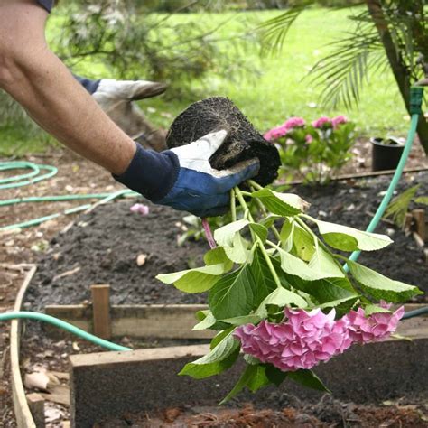 Rooting Hydrangeas Made Easy 🌸 🌱 A Step By Step Guide