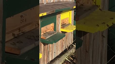 Bletaria 2018 Youtube