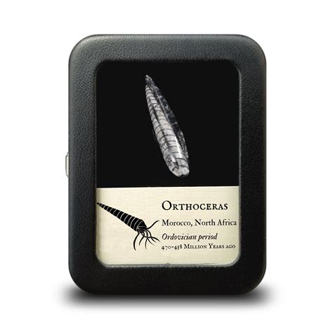 Orthoceras Fossil With Display Box Fossil Hoard